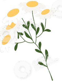 Organic Diffusers - Eleven Basmati